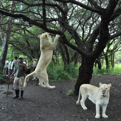 Walk with Lion - Super Holidays